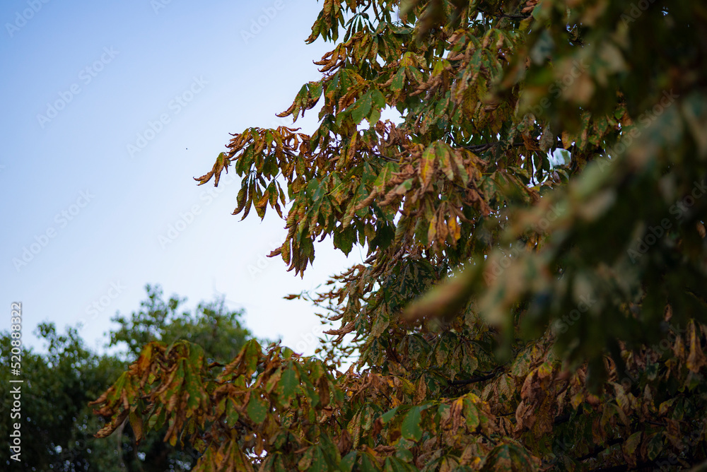 Diseases of trees chestnut horse moth rust plant diseases close-up ...