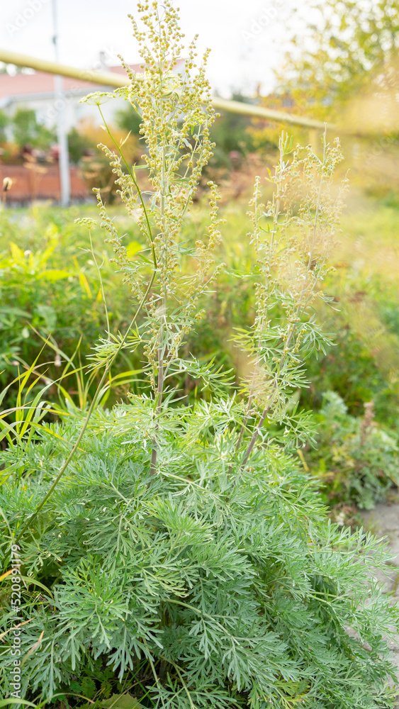 Bright green wormwood bush. The concept of growing garden, spice and ...