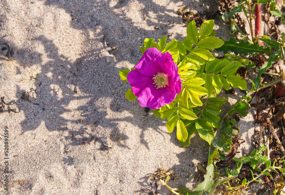 Blooming alive rose growing in a dry sand desert beach. Rosa rugosa ...