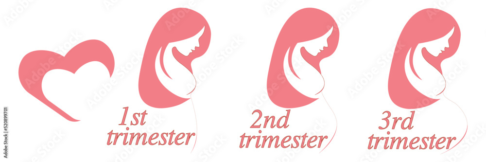 Trimesters. Process of pregnancy. Background Stock Vector | Adobe Stock