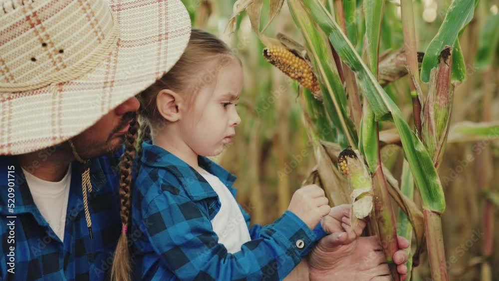 Happy family, child, father work together on corn plantation in autumn ...