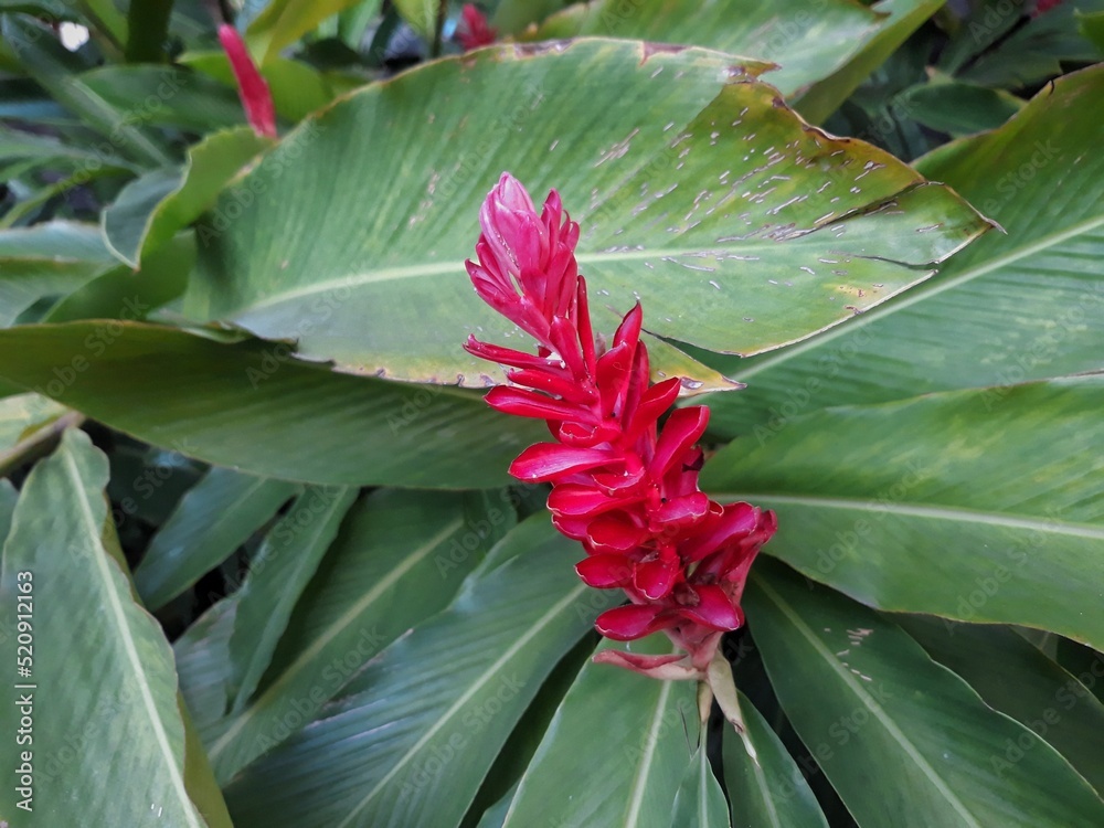 Red flowers type of spice plant and is an annual plant in the form of a ...