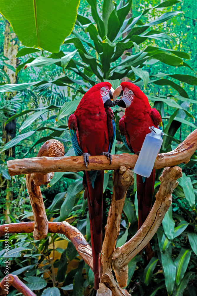 Greenhouse, two red macaws parrots sit on a branch against the backdrop ...
