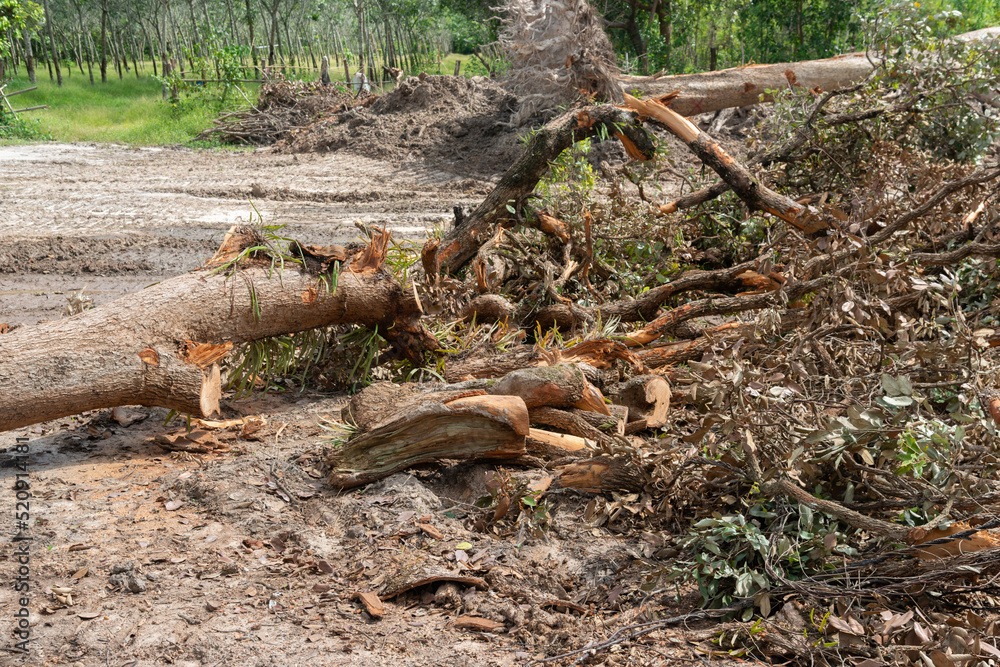 Deforestation forest and Illegal logging. Cutting trees. Stacks of cut ...