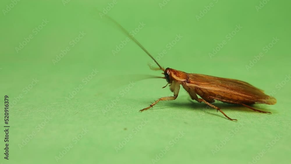 Video „Smooth cockroach cleans itself. Male Cockroach carefully ...