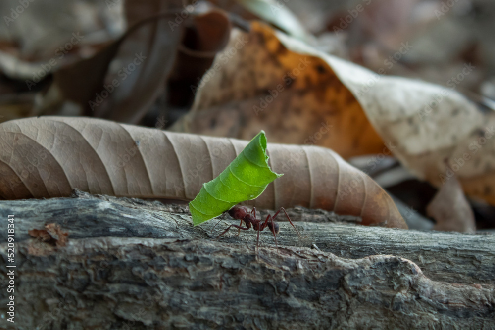 ant atta- formiga saùva Stock Photo | Adobe Stock