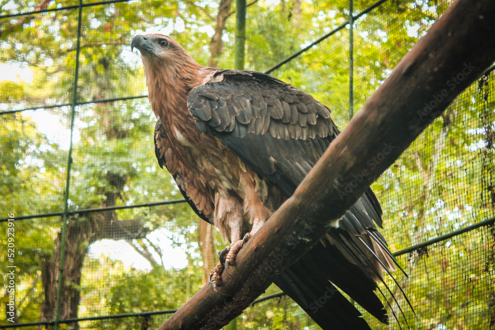 Philippine Hawk Stock Photo | Adobe Stock