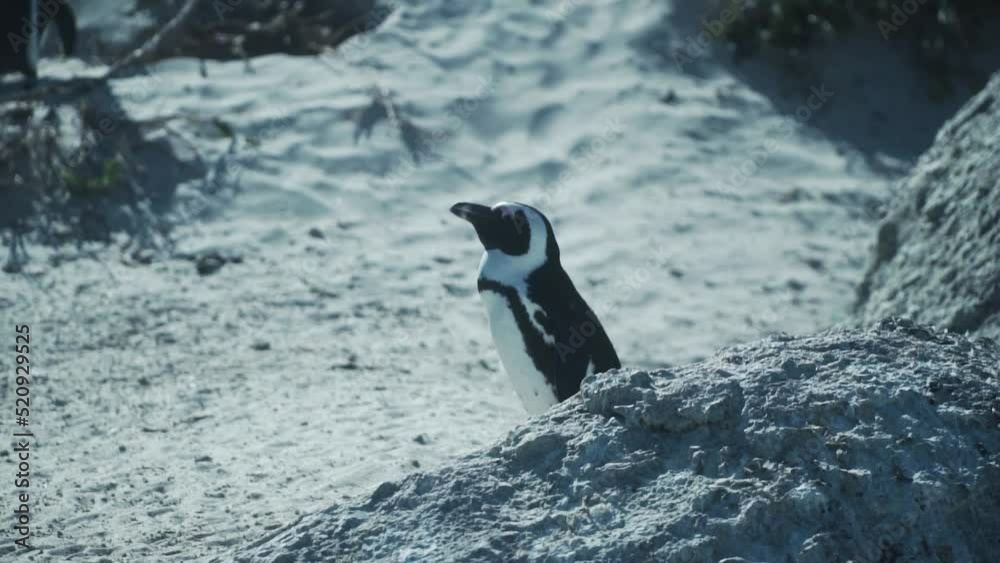 Jackass Penguin Behind Big Rock At Boulders Beach In Western Cape ...