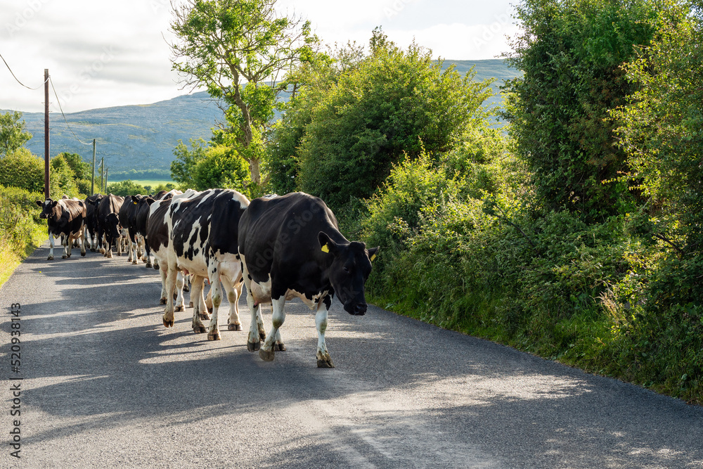 Herd of cows walking on a small country road. Changing fields. Scene in ...