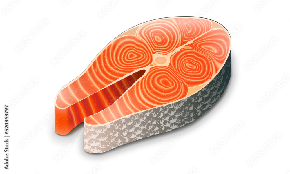 Salmon higly detailed fillet vector illustration. Wild alaskan trout ...