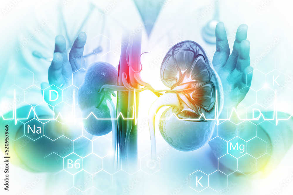 Doctor's hand shows human kidneys on scientific background. 3d ...