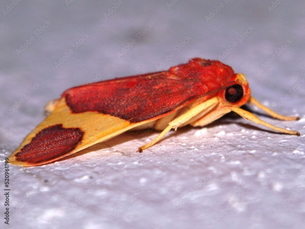 Tigar moth Arctiinae; Phaegopterina - Trichromia androconiata species ...