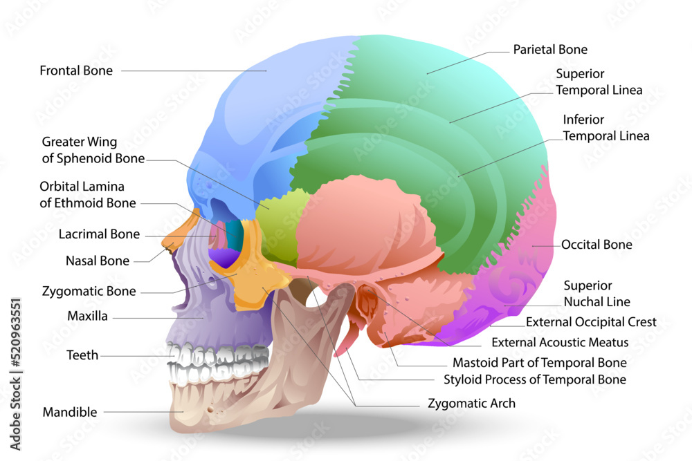 Bones Of The Skull Skull Bones Individual Bones And Their Distinctive