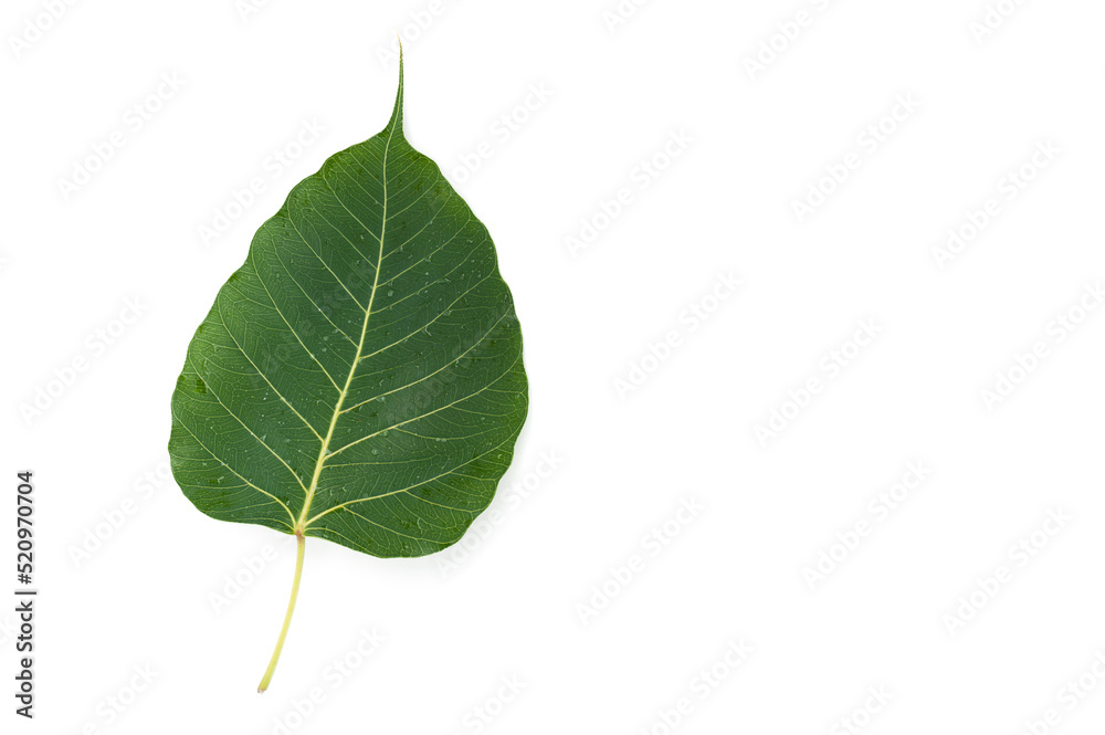 Sacred fig leaf (Ficus religiosa L. , Pipal Tree, Bohhi Tree, Bo Tree ...