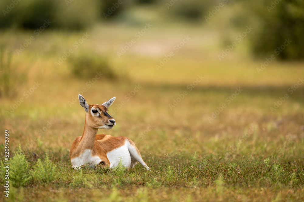 Female Blackbuck