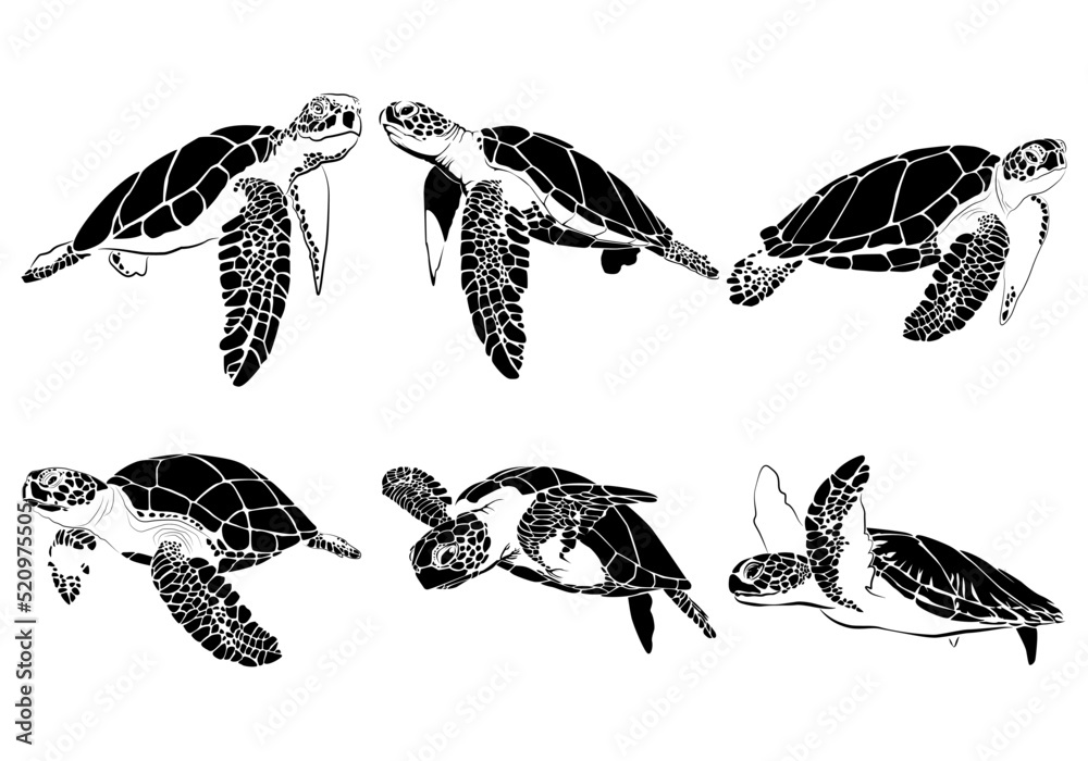 graphic sea turtle,vector illustration of sea turtle,vector of turtle ...