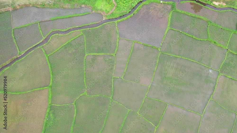 Aerial view The rice fields in the greenery The rice fields are square ...