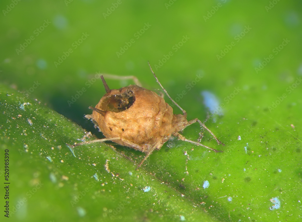 Leaf aphids after emerging parasitic wasp, Aphidius colemani. Armored ...
