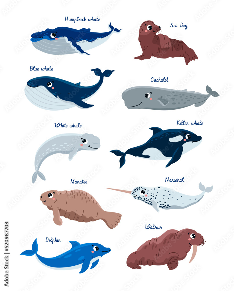 Cute marine mammals set, cartoon flat vector illustration isolated on ...