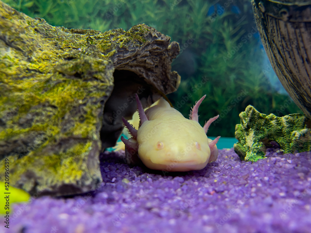 Axolotl Mexican underwater walking fish salamander in aquarium Stock ...