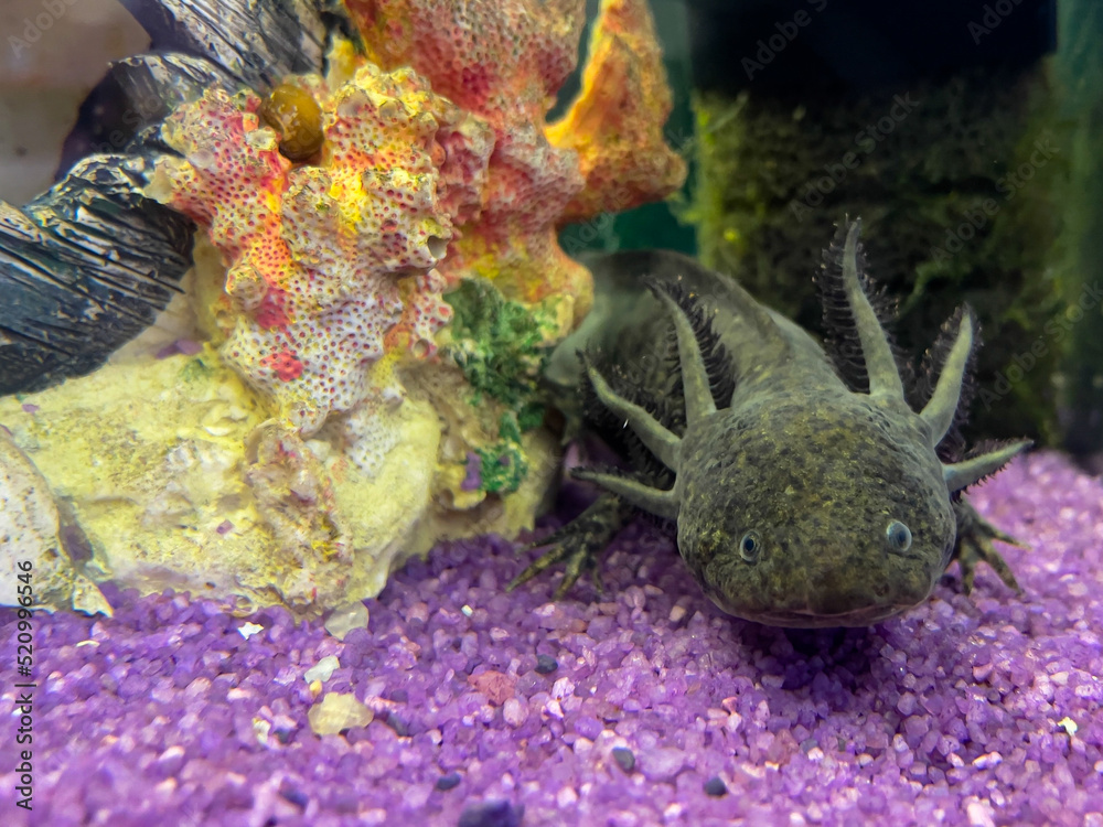 Axolotl Mexican underwater walking fish salamander in aquarium Stock ...