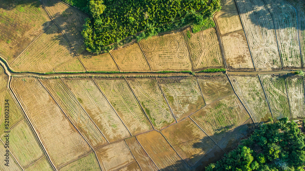 Paddy field and cinnamon estate in Sri Lanka. Drone image. Aerial view ...