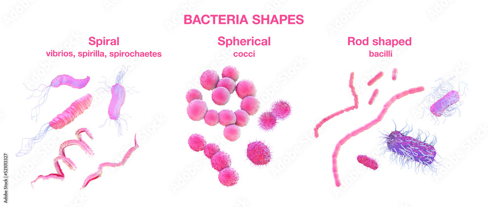 Different shapes of bacteria with description in English, 3d ...