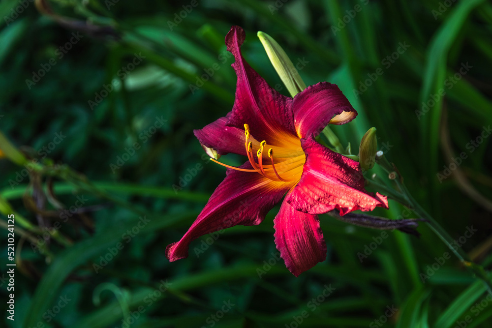 The flower of the red lily. A red Asian lily in a shady garden. A lily ...