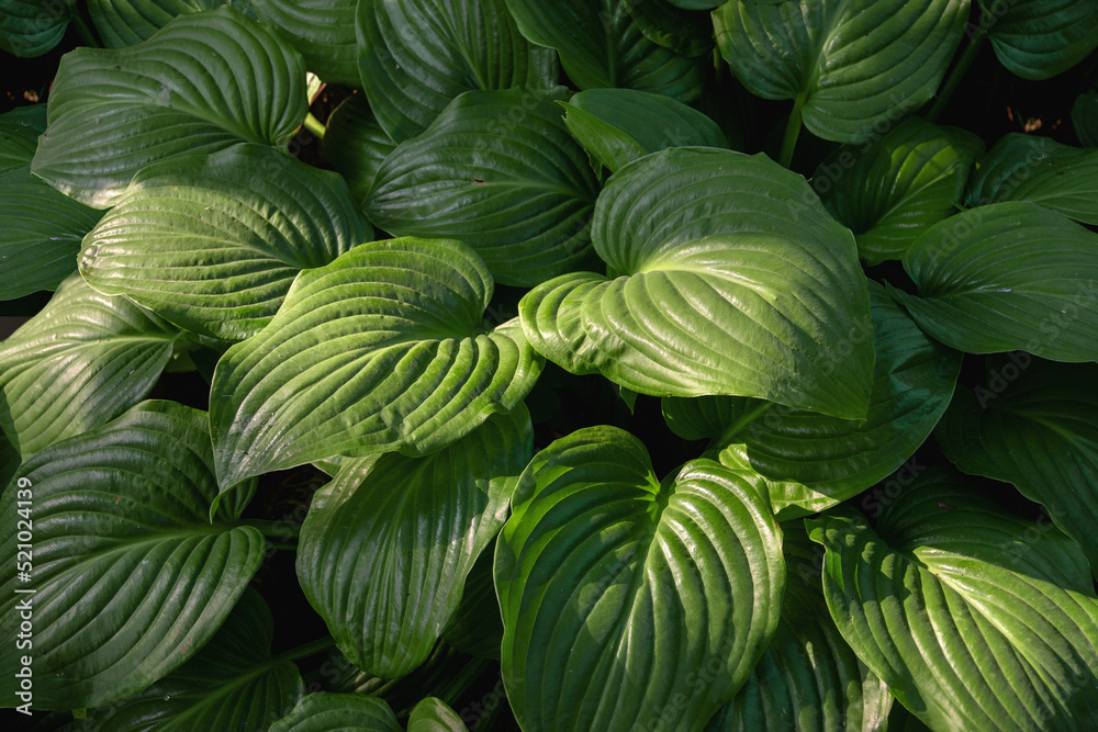 Hosta with large leaves. Lush hosta in the garden. Perennial flowers ...