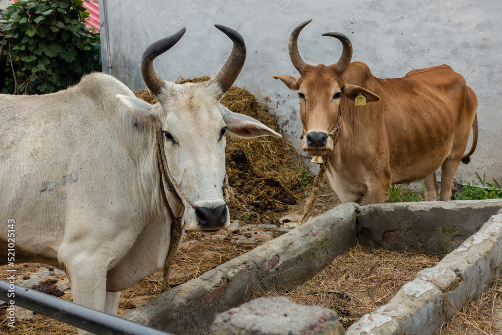A close up shot of domestic Indian cows with big horns tied outside ...