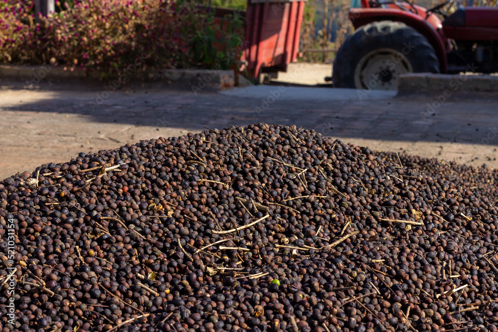 Heap of coffee in natural sun drying process with blurred background ...