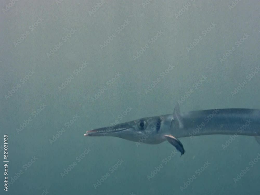 Crocodile longtom or Needlefish (Tylosurus crocodilus) being cleaned ...