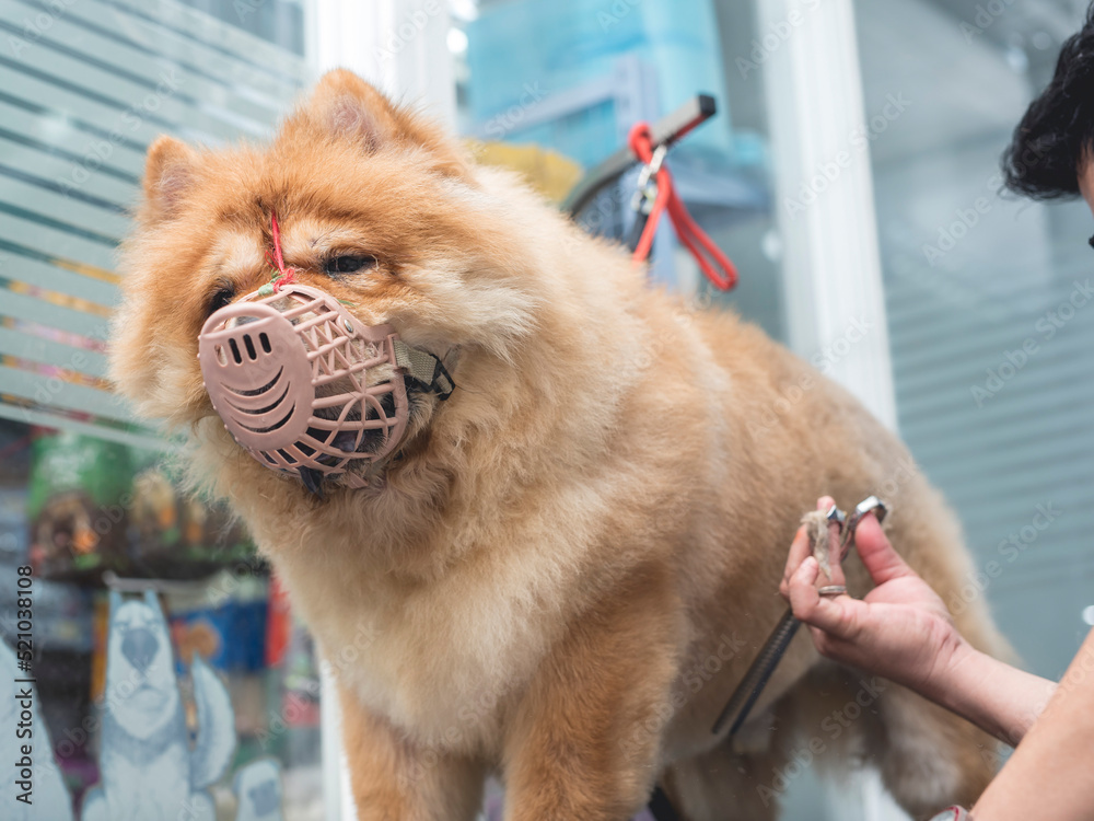 A muzzled chow chow dog gets a trim at dog salon. Typical pet grooming ...