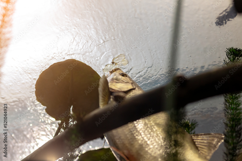 Freshwater fish asp (Aspius aspius) eats an insect from the surface ...