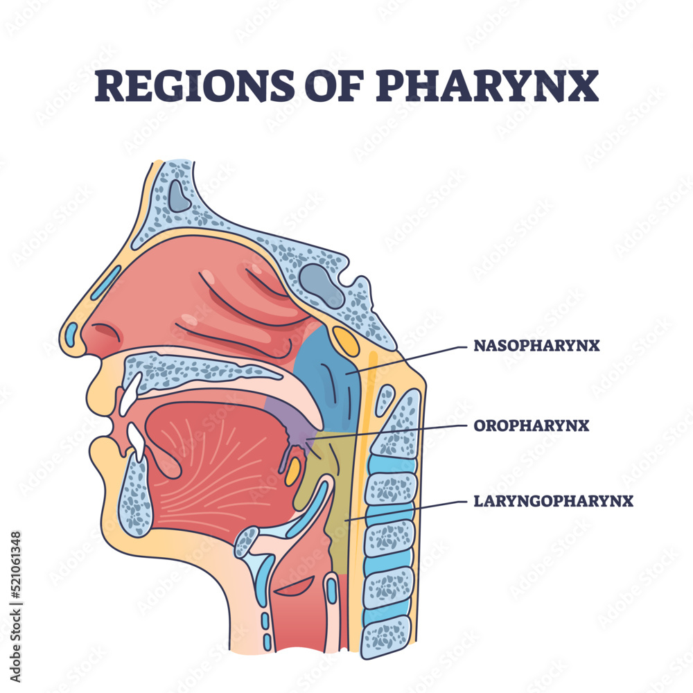 Laryngopharynx Anatomy