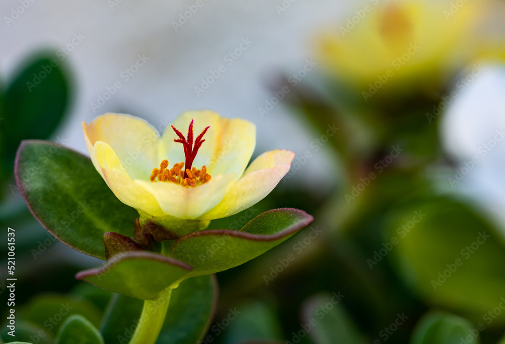 Detail of yellow purslane flowers (Portulaca grandiflora) in the garden ...