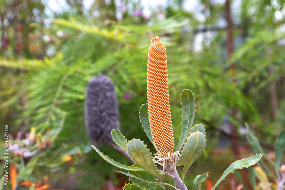 Banksia serrata, saw banksia called also old man banksia. Tree with ...