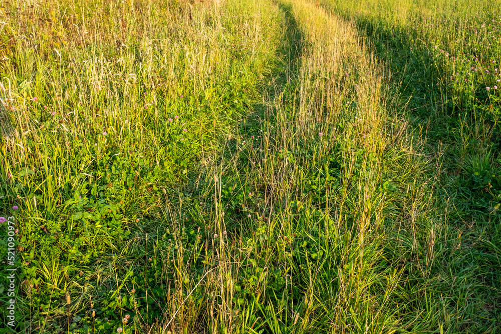 Country road in the green grass field to the horizon. Background of ...