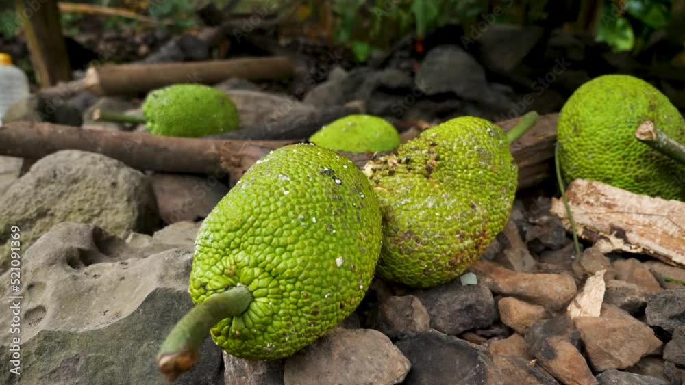 Exotic fruit jackfruit is ready to put on fire in Pohnpei, Micronesia ...