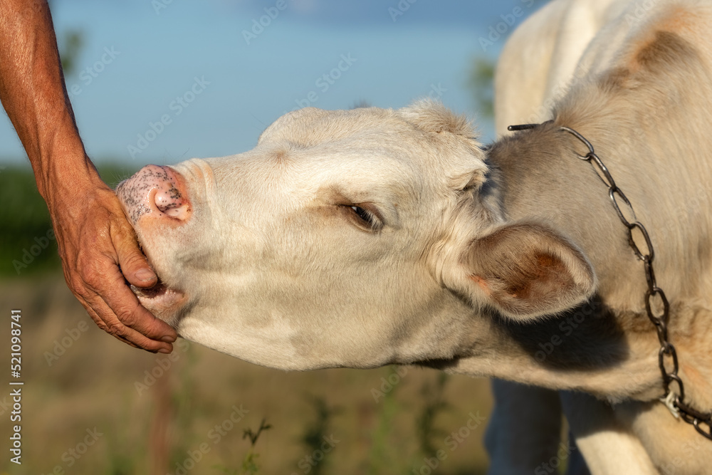 A young curious calf licks farmer hand,imitating the sucking of the ...
