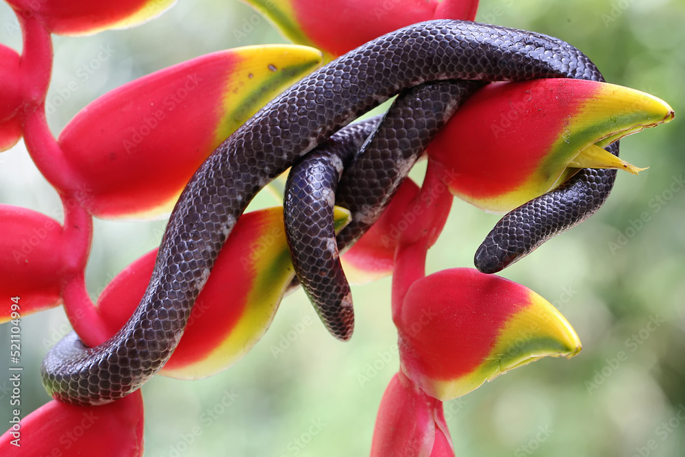 A common pipe snake is looking for prey in a wild banana flower. This ...