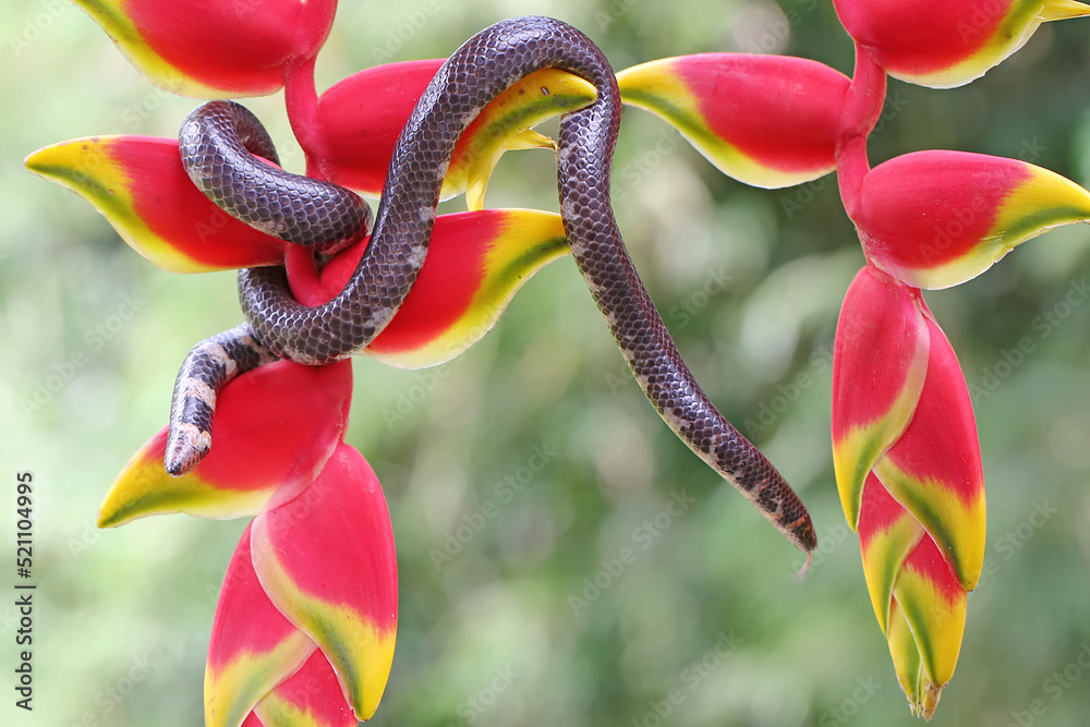 A common pipe snake is looking for prey in a wild banana flower. This ...