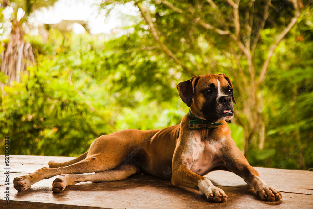 Cachorro da raça boxer deitado em uma mesa de madeira. Stock Photo ...