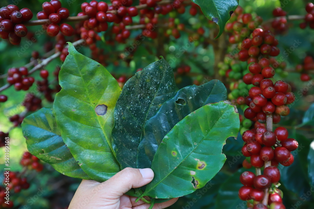 Plant disease of coffee leaf in farm with Researcher.coffee plantation ...
