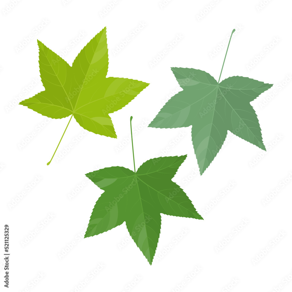 Vector illustration of sweet gum tree leaves isolated on background ...