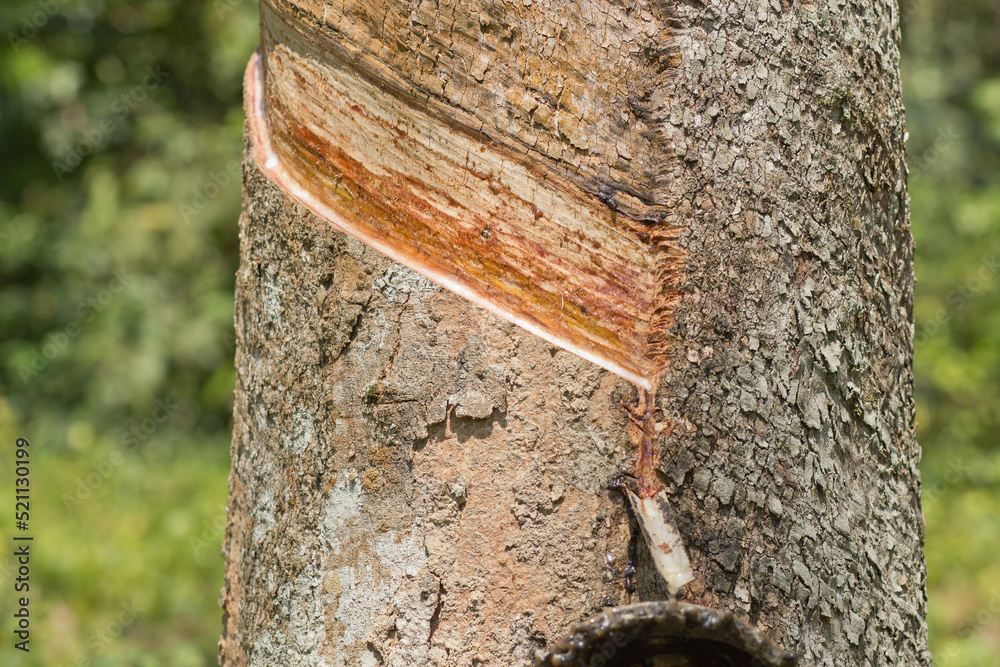 Milky latex extracted from rubber tree (Hevea Brasiliensis) as a source ...