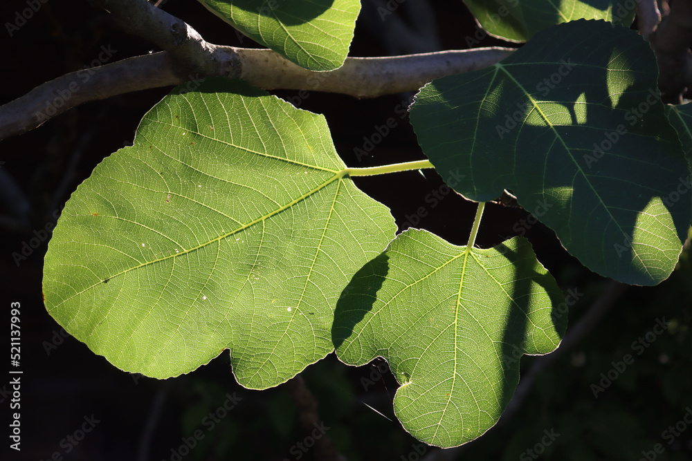 Fig tree with many green leaves against sunlight. Ficus carica in the ...