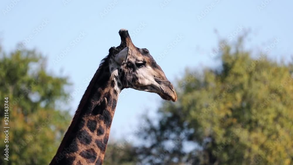 Giraffe in the African savannah heading into the trees to eat in the ...
