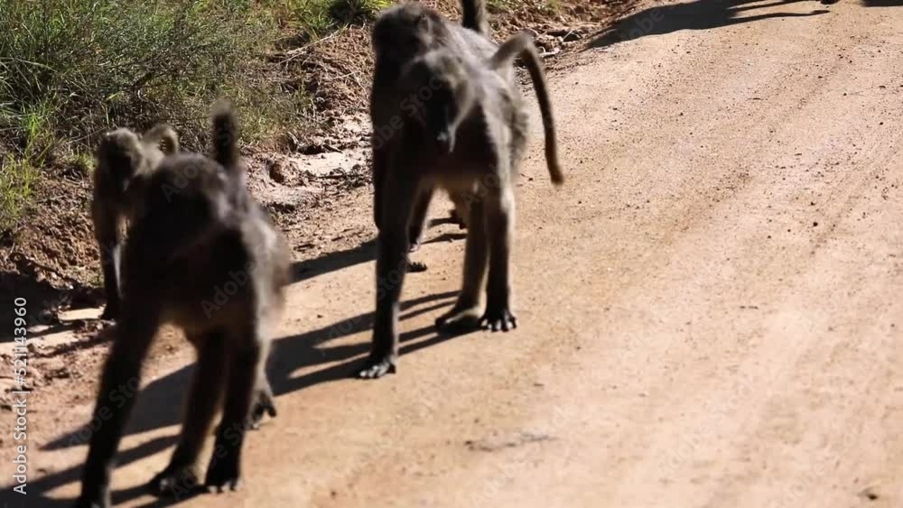 Community of baboon monkeys walking in the African savannah of South ...