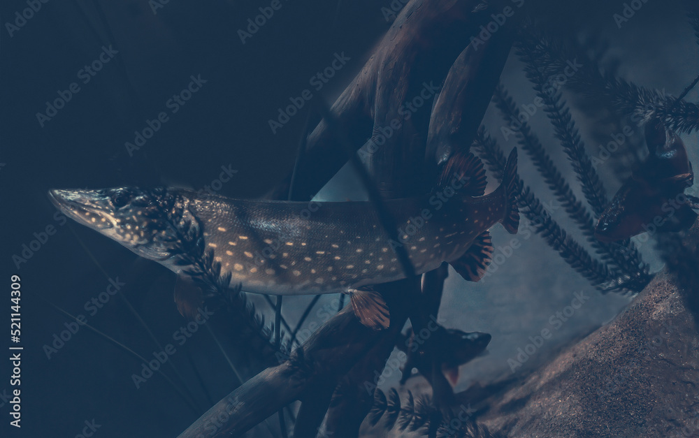 Freshwater fish pike (Esox lucius) hides in driftwood waiting for prey ...